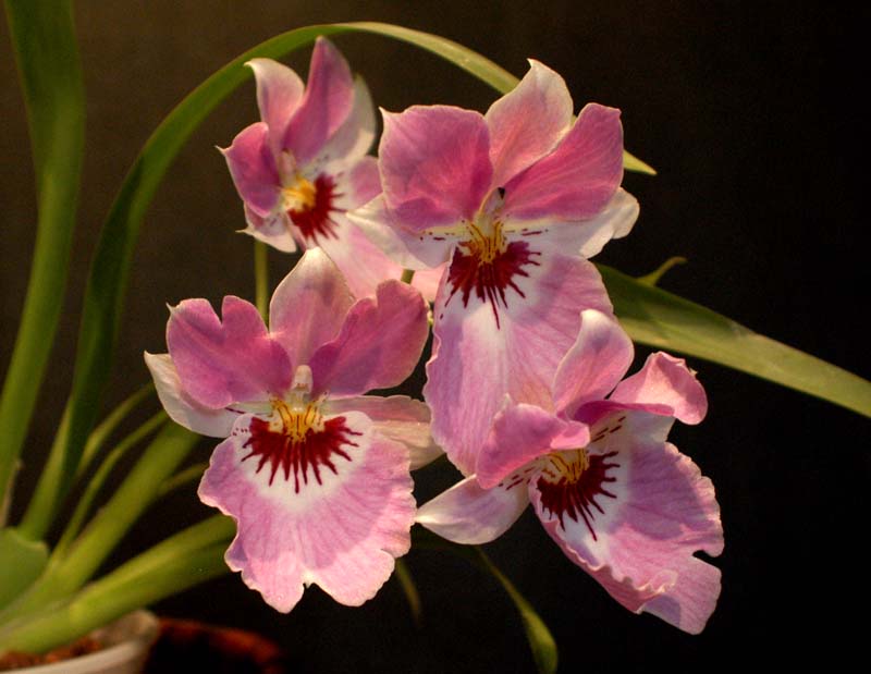 Klanky the Robot's Orchids Gallery